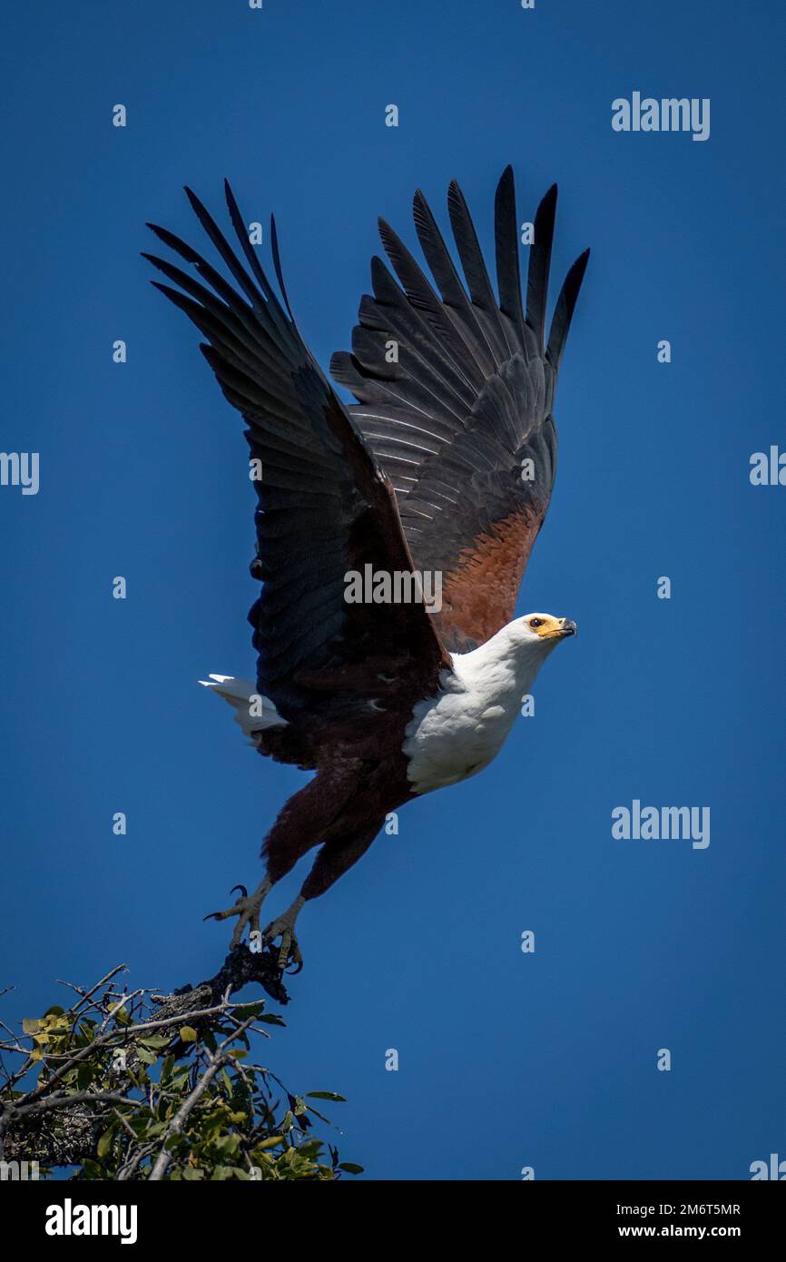 African fish eagle taking off from bush Stock Photo - Alamy