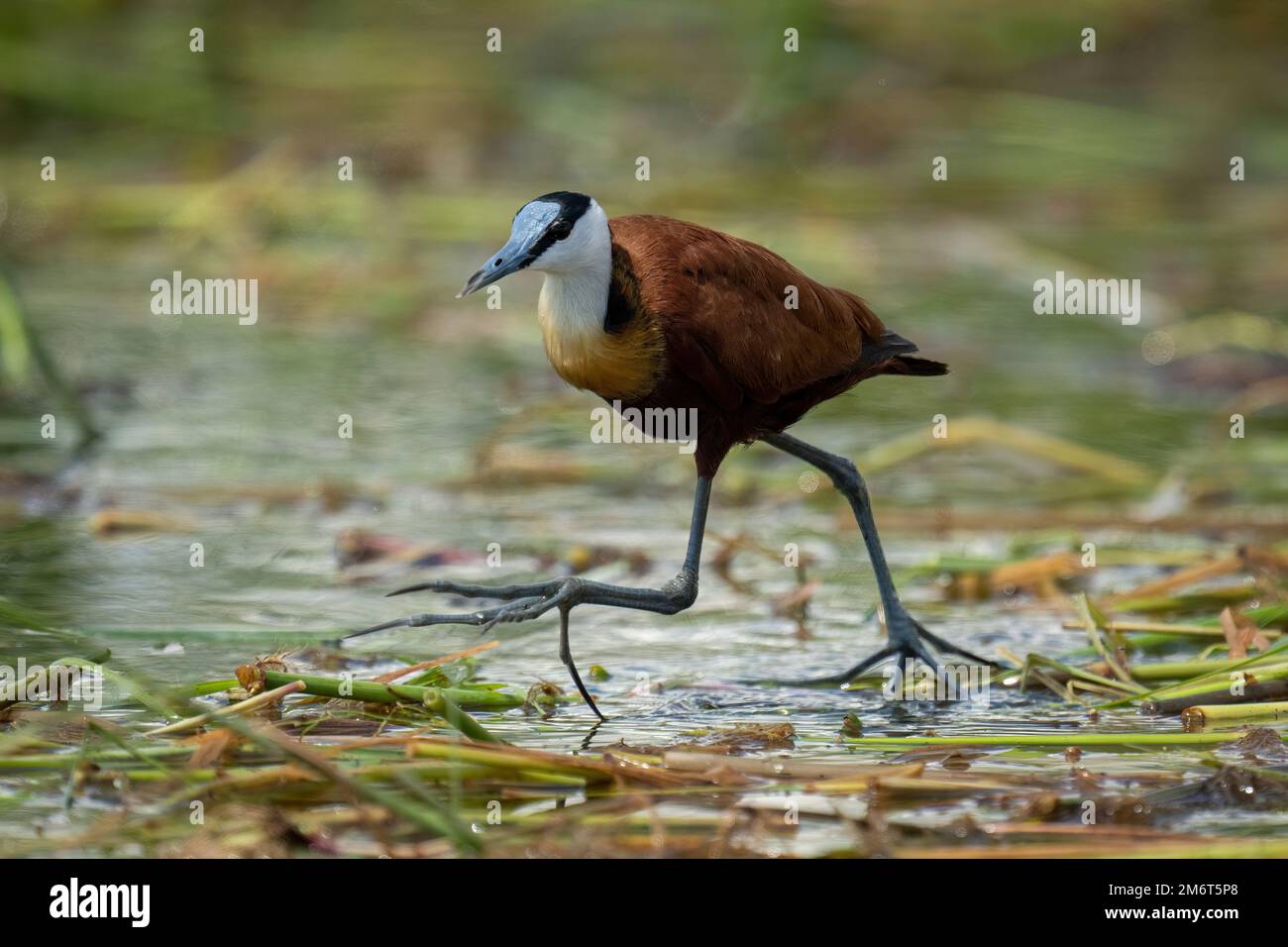 African jacana crosses river with lifted foot Stock Photo - Alamy