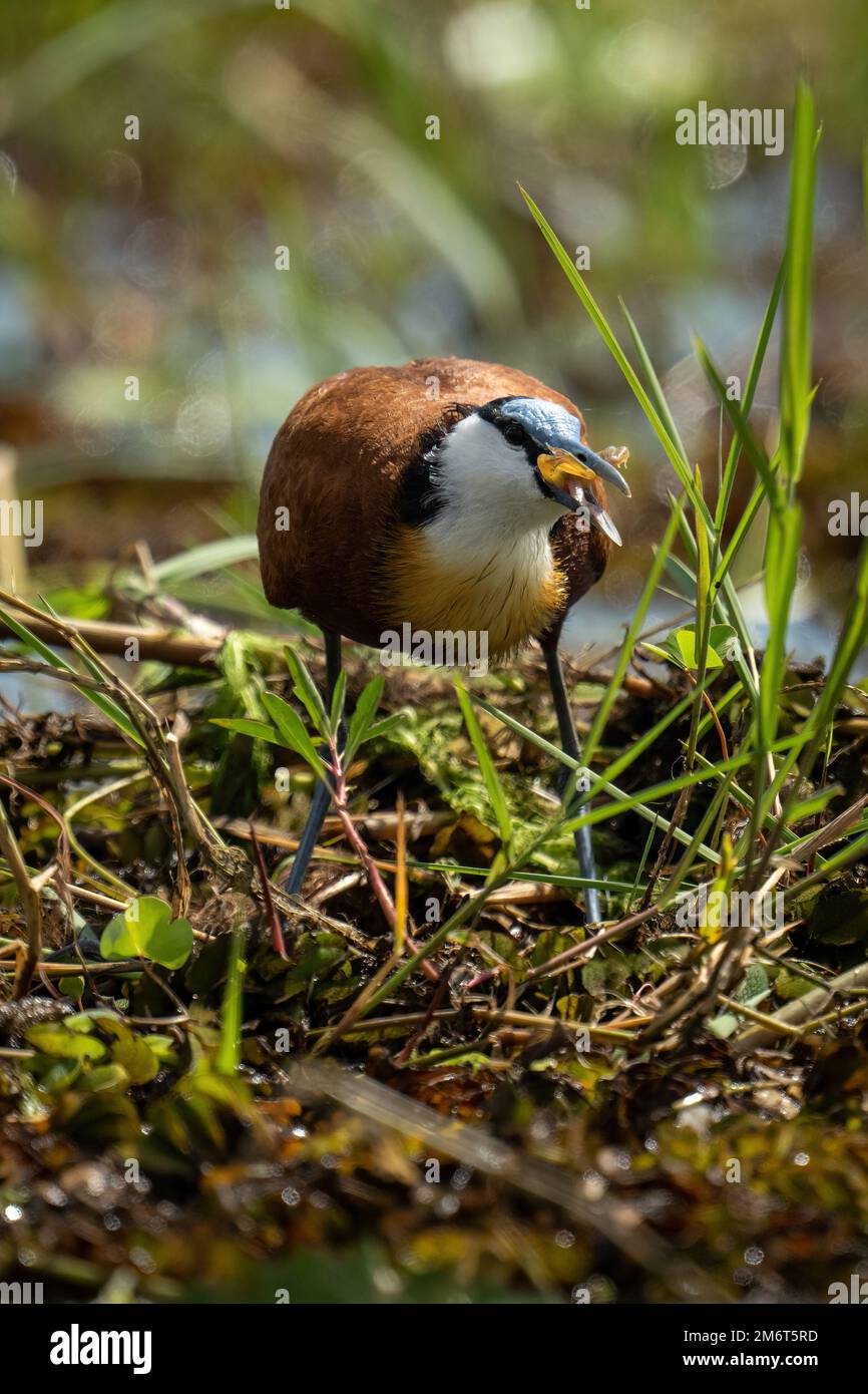 Tangled grass hi-res stock photography and images - Alamy
