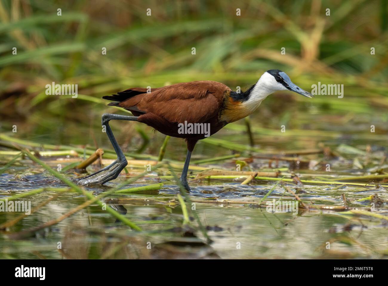African jacana walks across river raising foot Stock Photo - Alamy