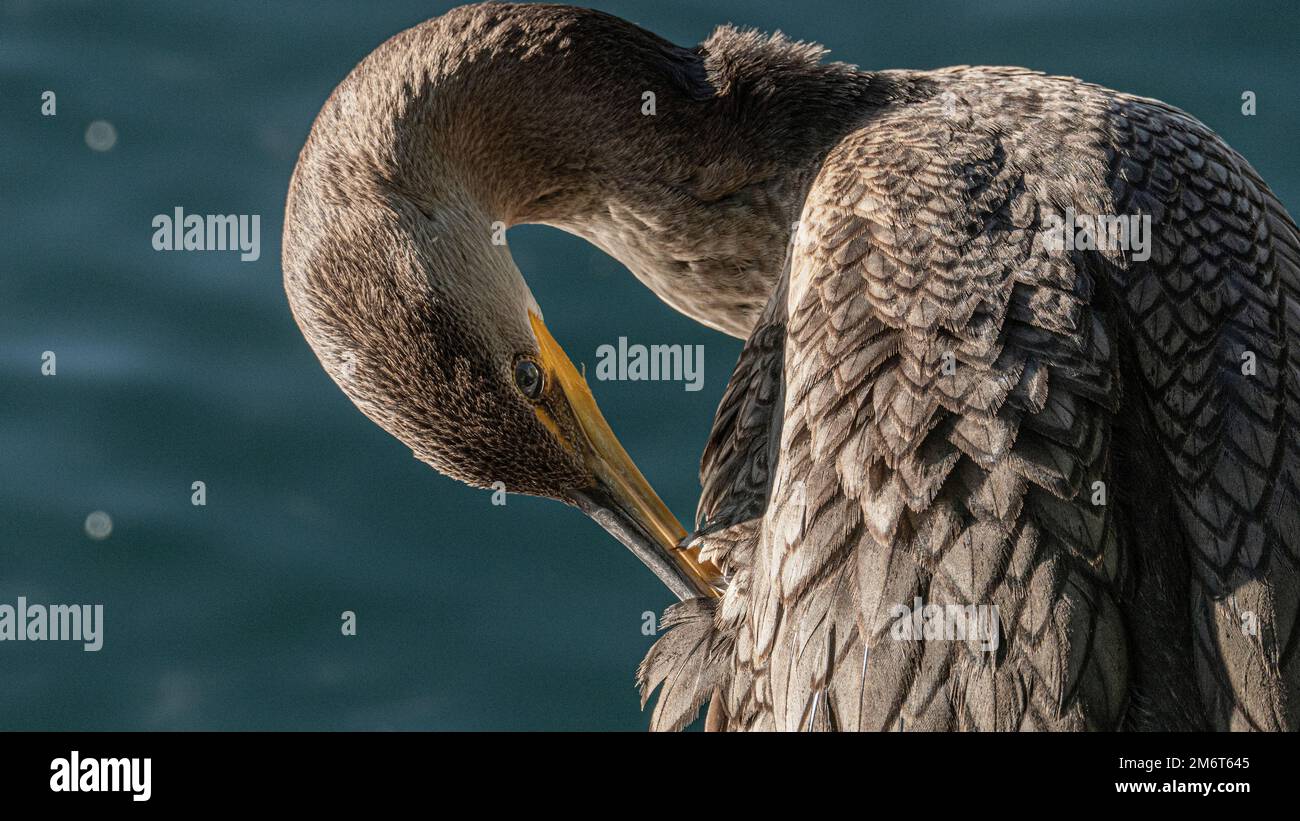 Preening cormorant hi-res stock photography and images - Alamy