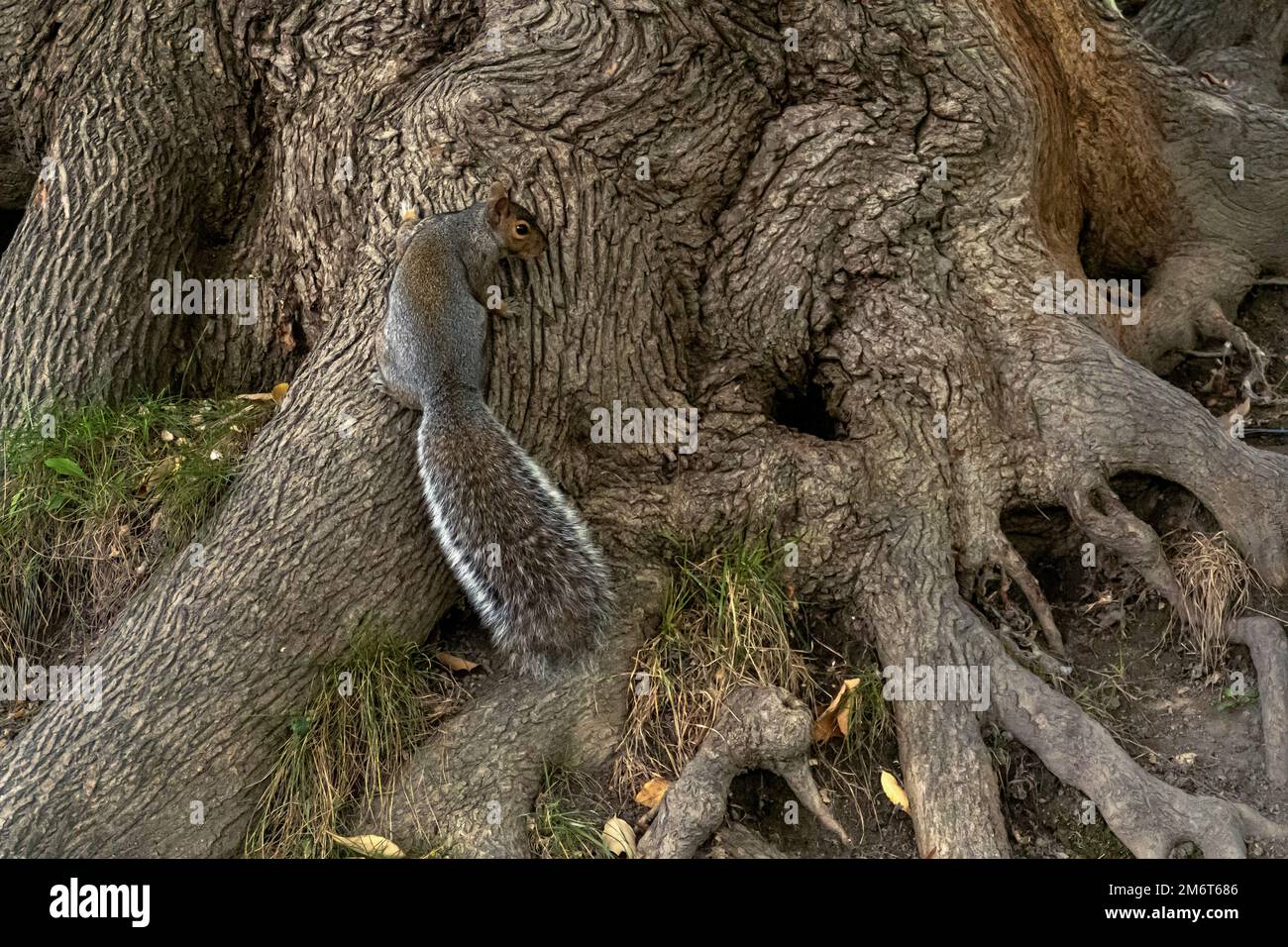 Squirrel on the roots of a tree Stock Photo - Alamy