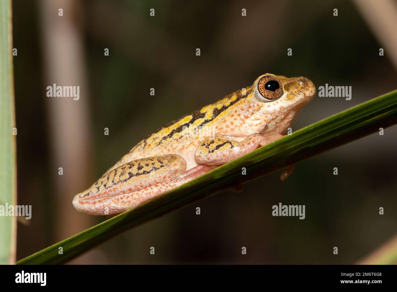 Painted reed frog (Hyperolius marmoratus Stock Photo - Alamy
