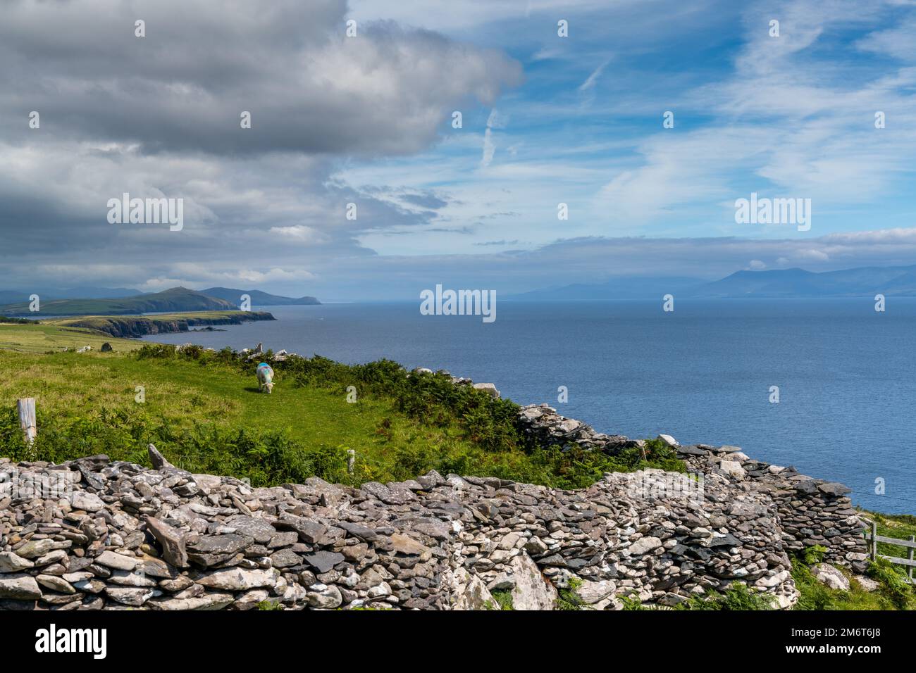 Landscape with a lone sheep grazing on the coastal cliffs of the Dingle ...