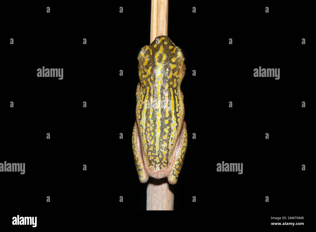 Painted reed frog (Hyperolius marmoratus Stock Photo - Alamy