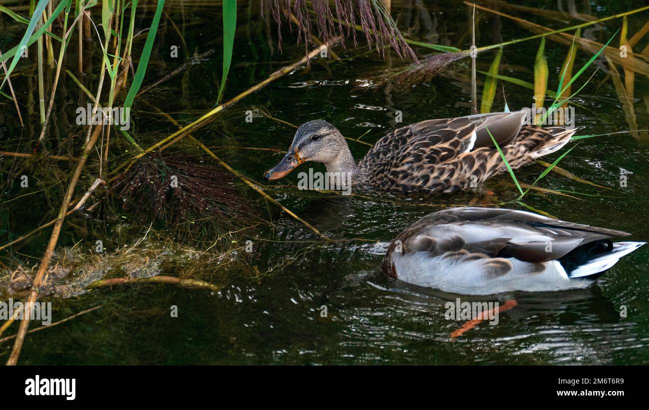 Ducks feed under pond water Stock Photo - Alamy