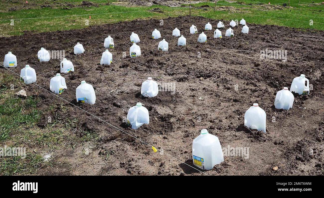 One-gallon milk containers cover the vegetables beginning to sprout May ...