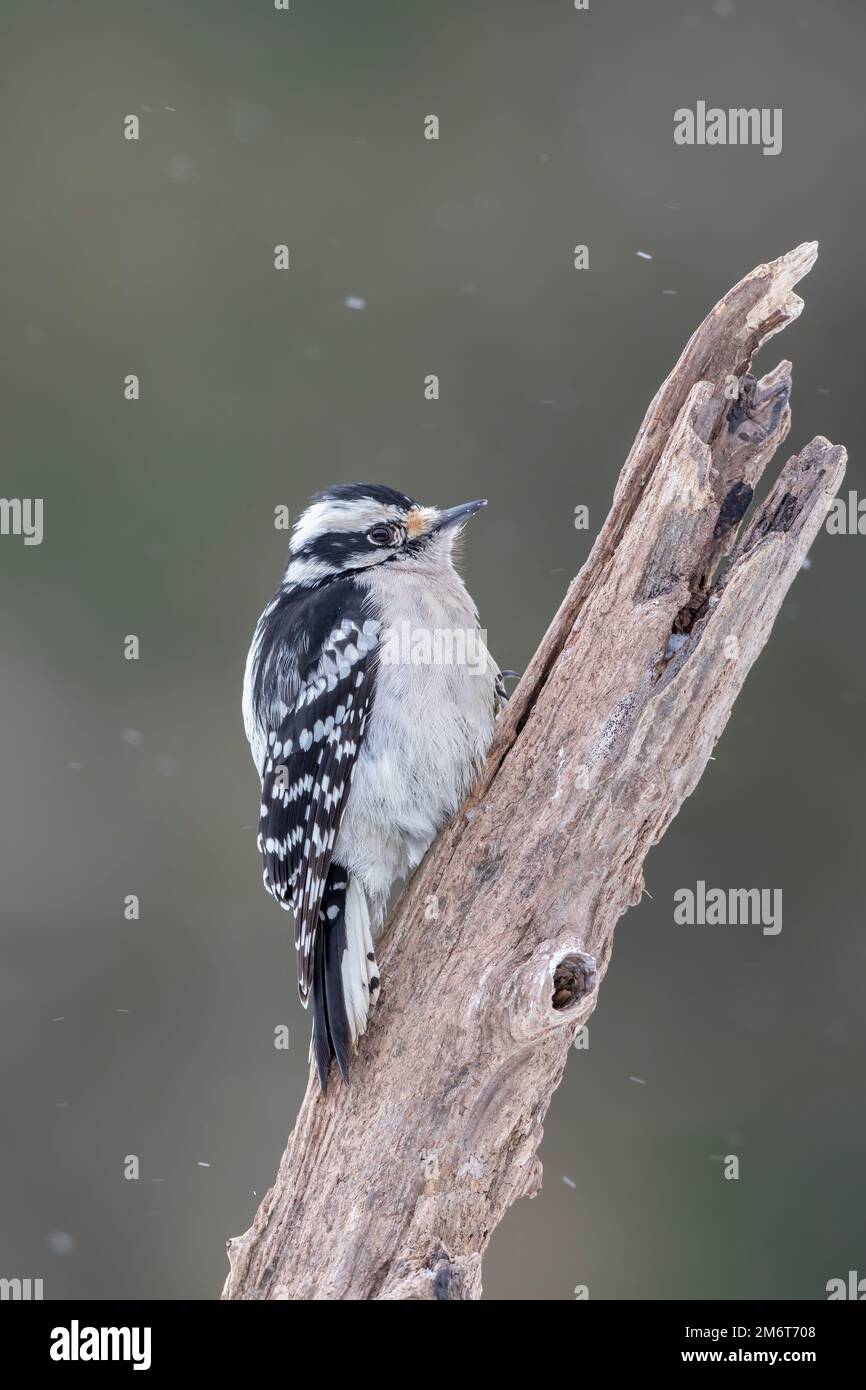 01206-03803 Downy Woodpecker (Dryobates pubescens) female on dead tree ...