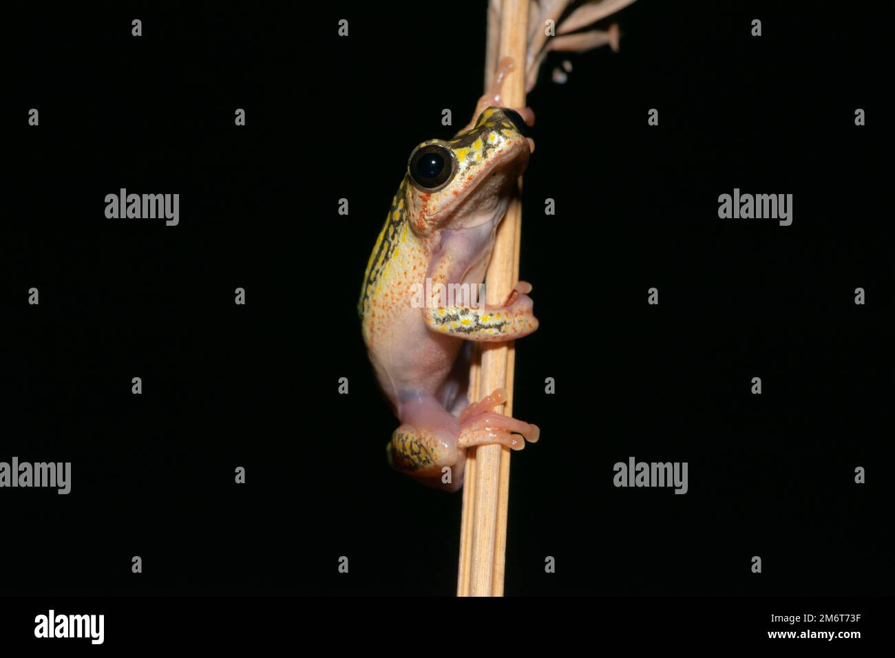 Painted reed frog (Hyperolius marmoratus Stock Photo - Alamy