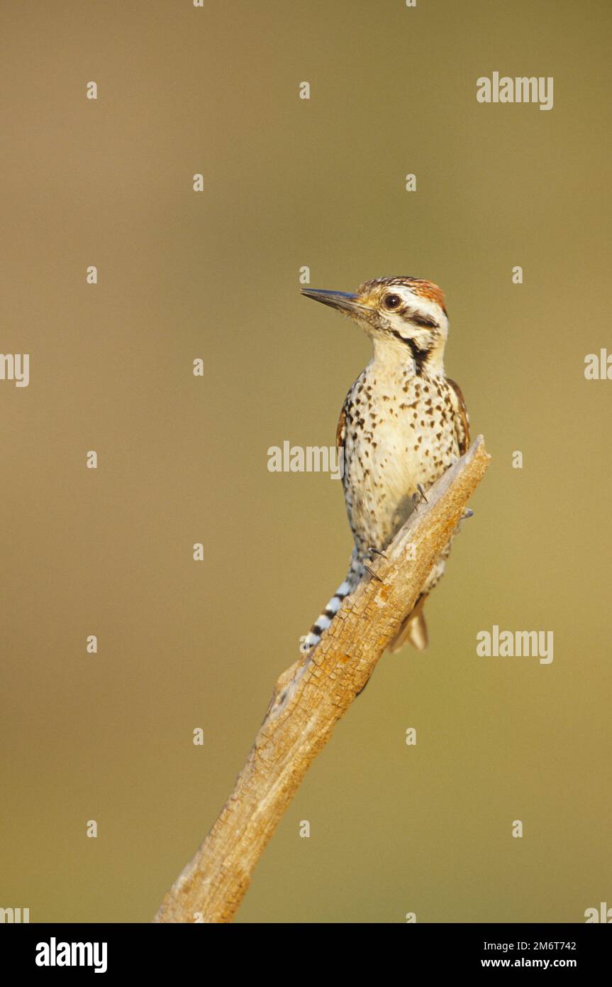 01207-00102 Ladder-backed Woodpecker (Picoides scalaris) male Starr Co ...