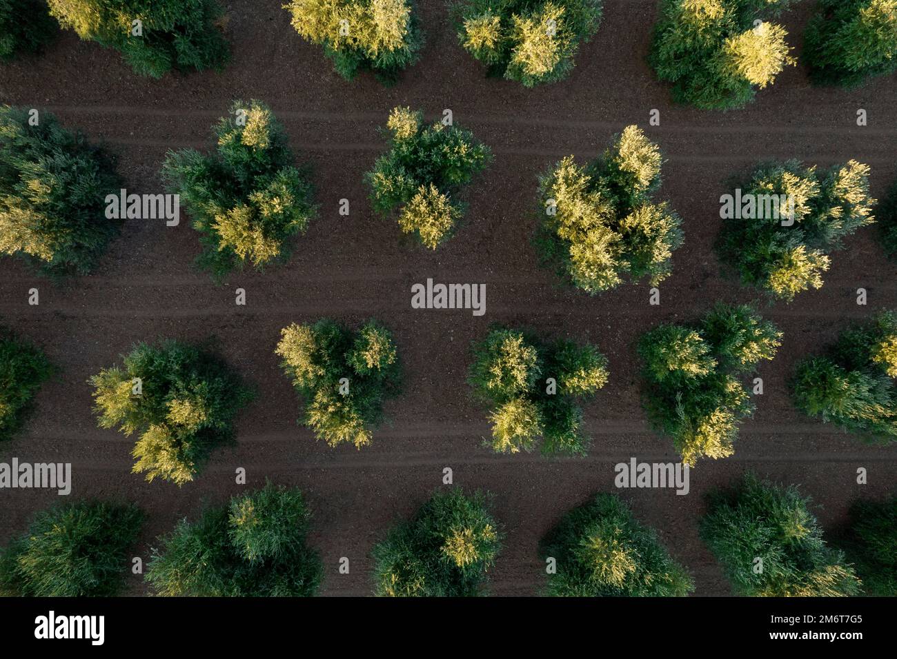 Rows of olive trees seen from above Stock Photo - Alamy