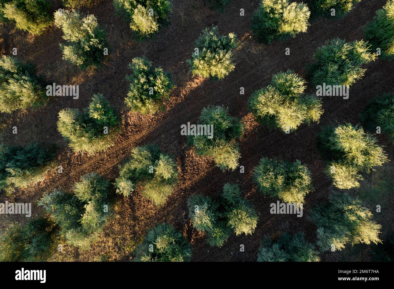 Rows of olive trees seen from above Stock Photo - Alamy