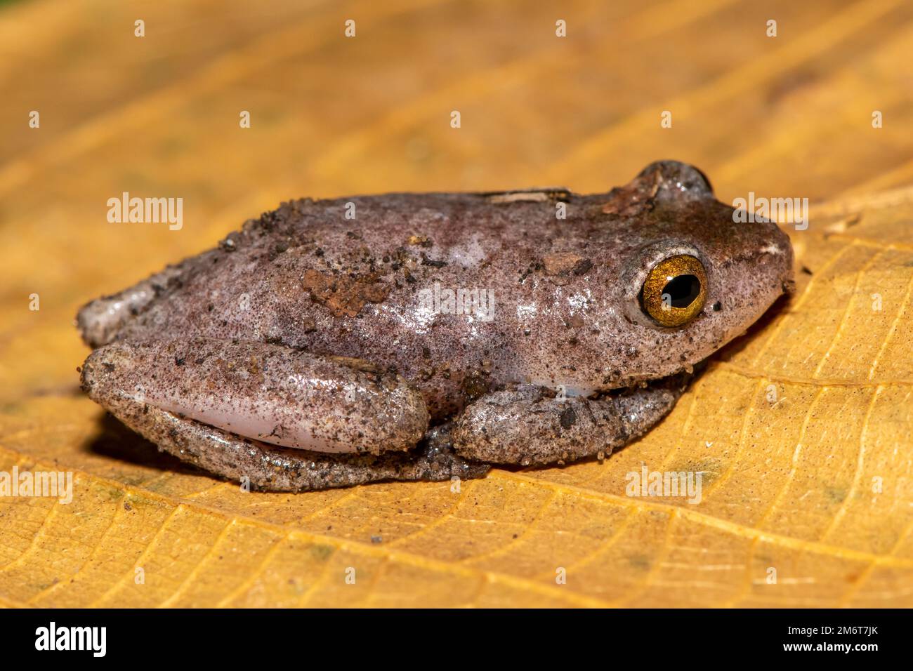 Tinker Reed frog (Hyperolius tuberilinguis Stock Photo - Alamy