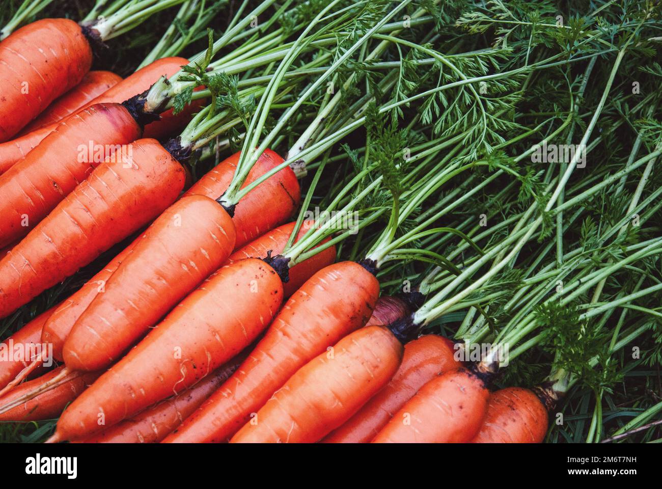 Vegetable garden carrots hi-res stock photography and images - Alamy