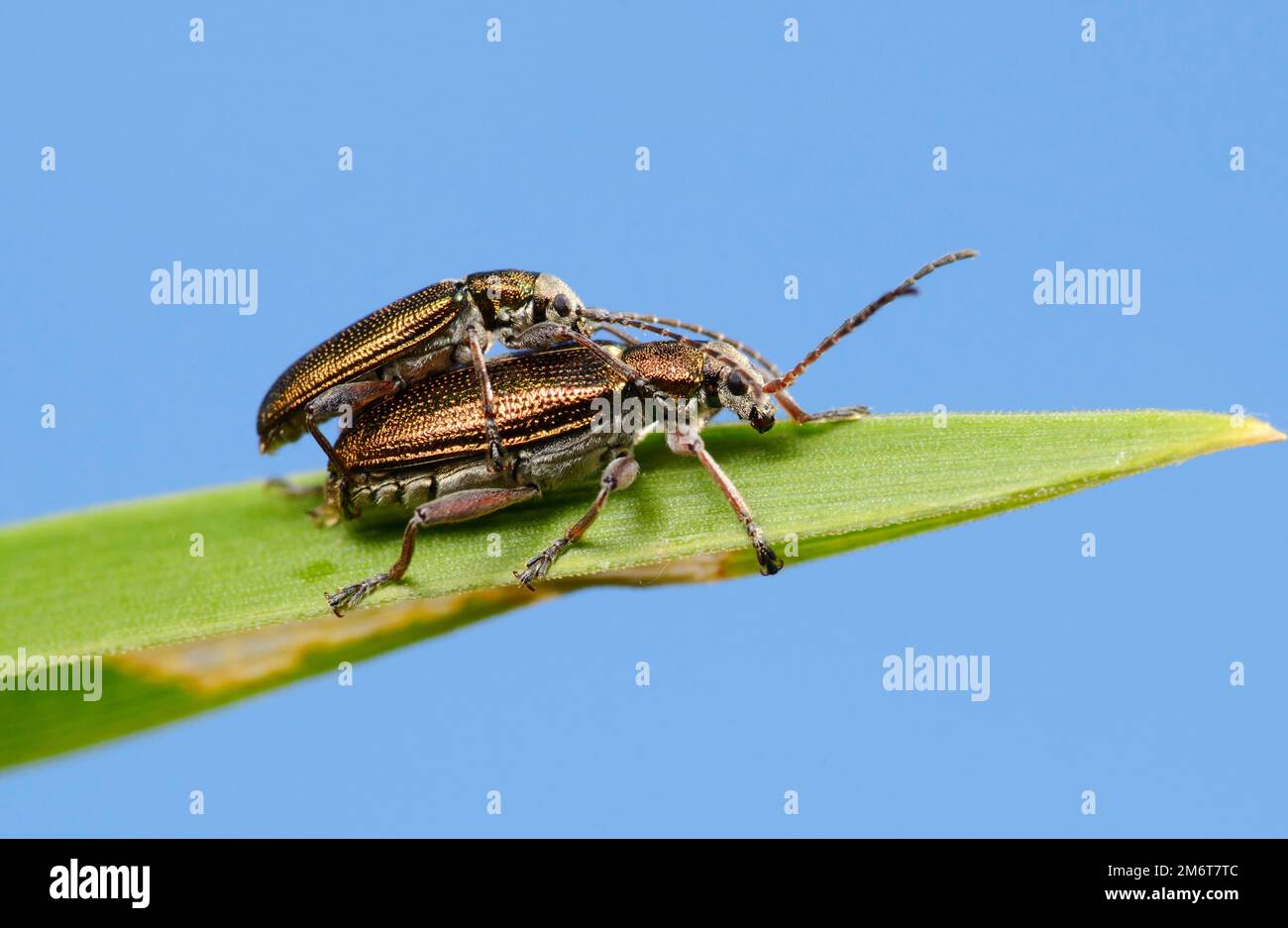Reed beetles (Donacia) male and female on a leaf Stock Photo - Alamy