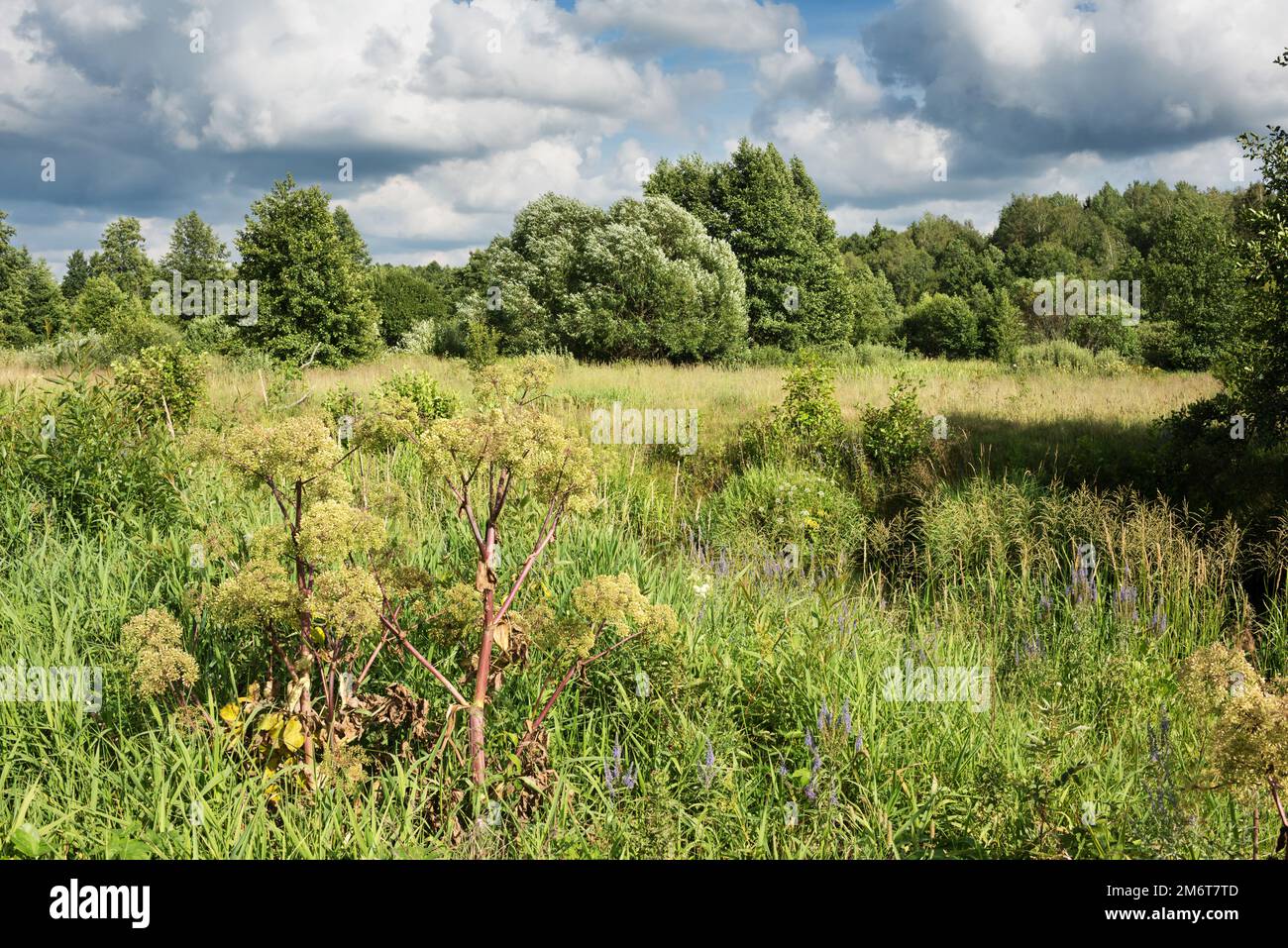 Belarus landscape hi-res stock photography and images - Alamy