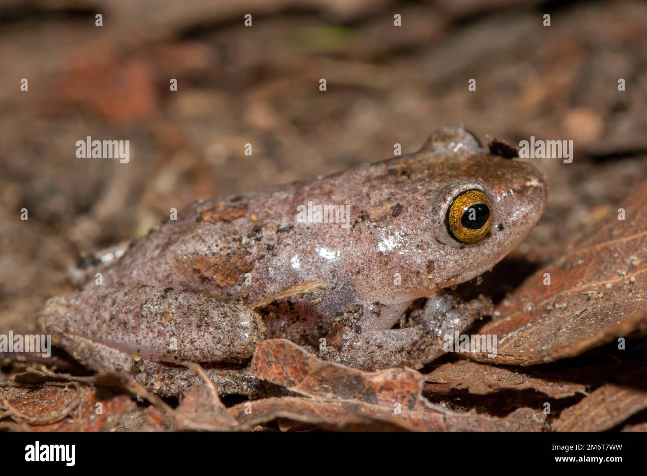 Tinker Reed frog (Hyperolius tuberilinguis Stock Photo - Alamy