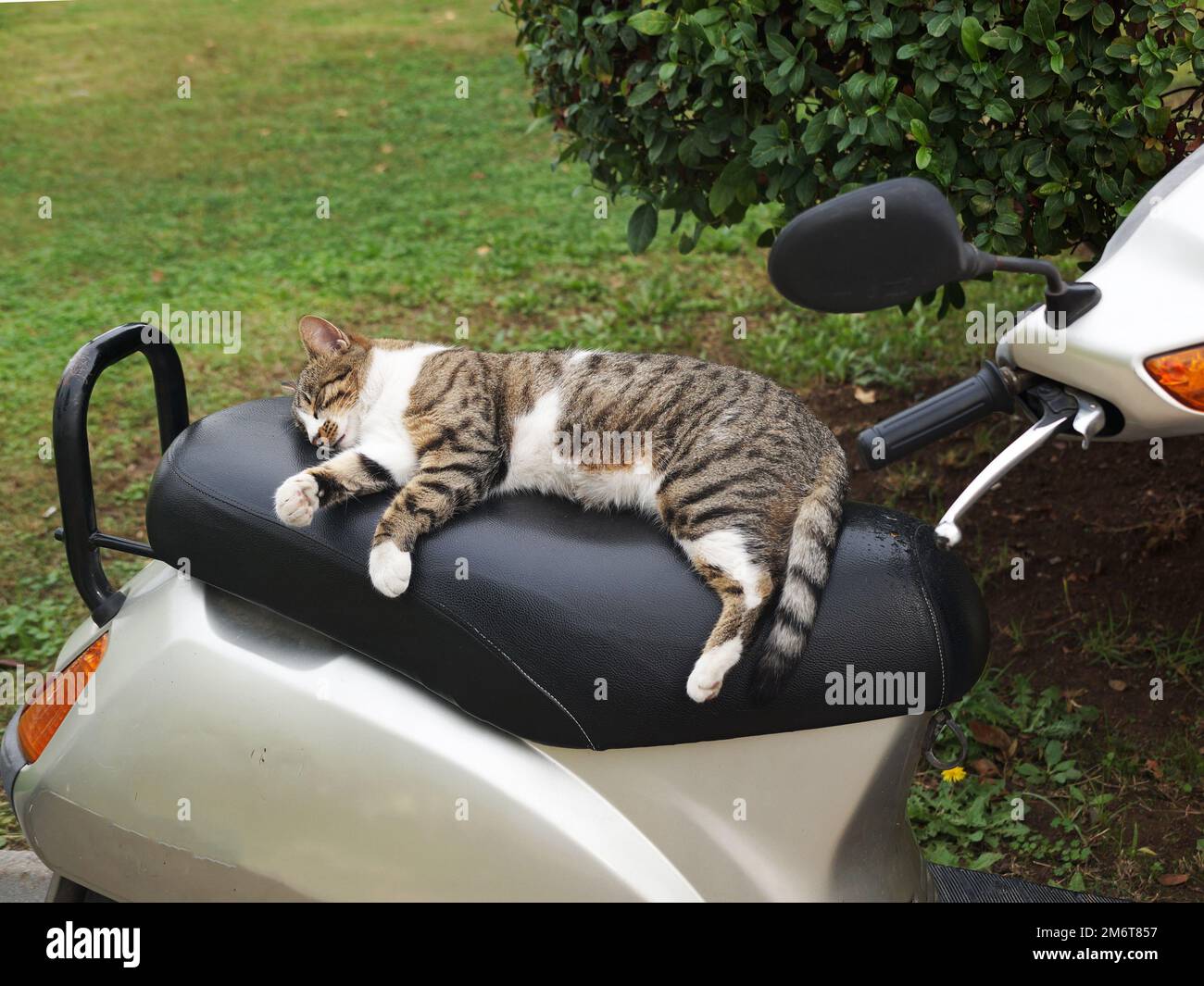 Motorcycle and cat hi-res stock photography and images - Alamy