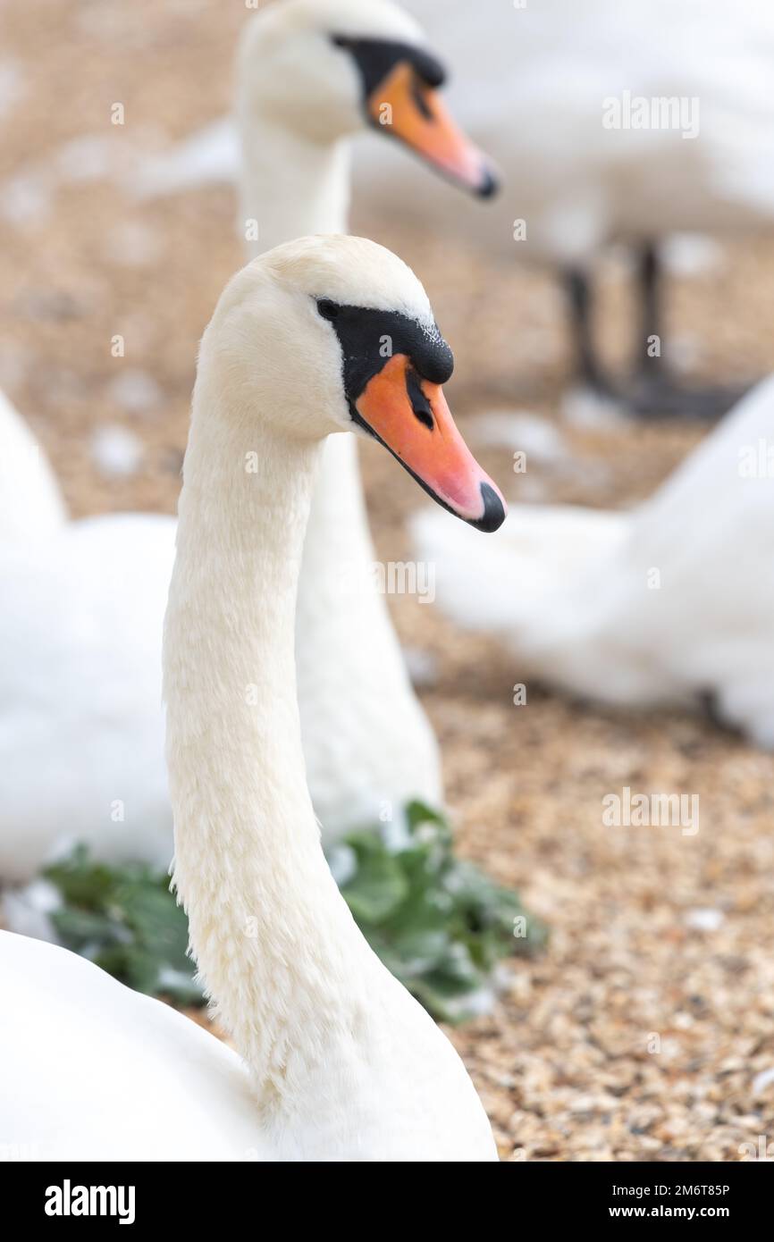 Head shot of a mute swan (cygnus olor Stock Photo - Alamy
