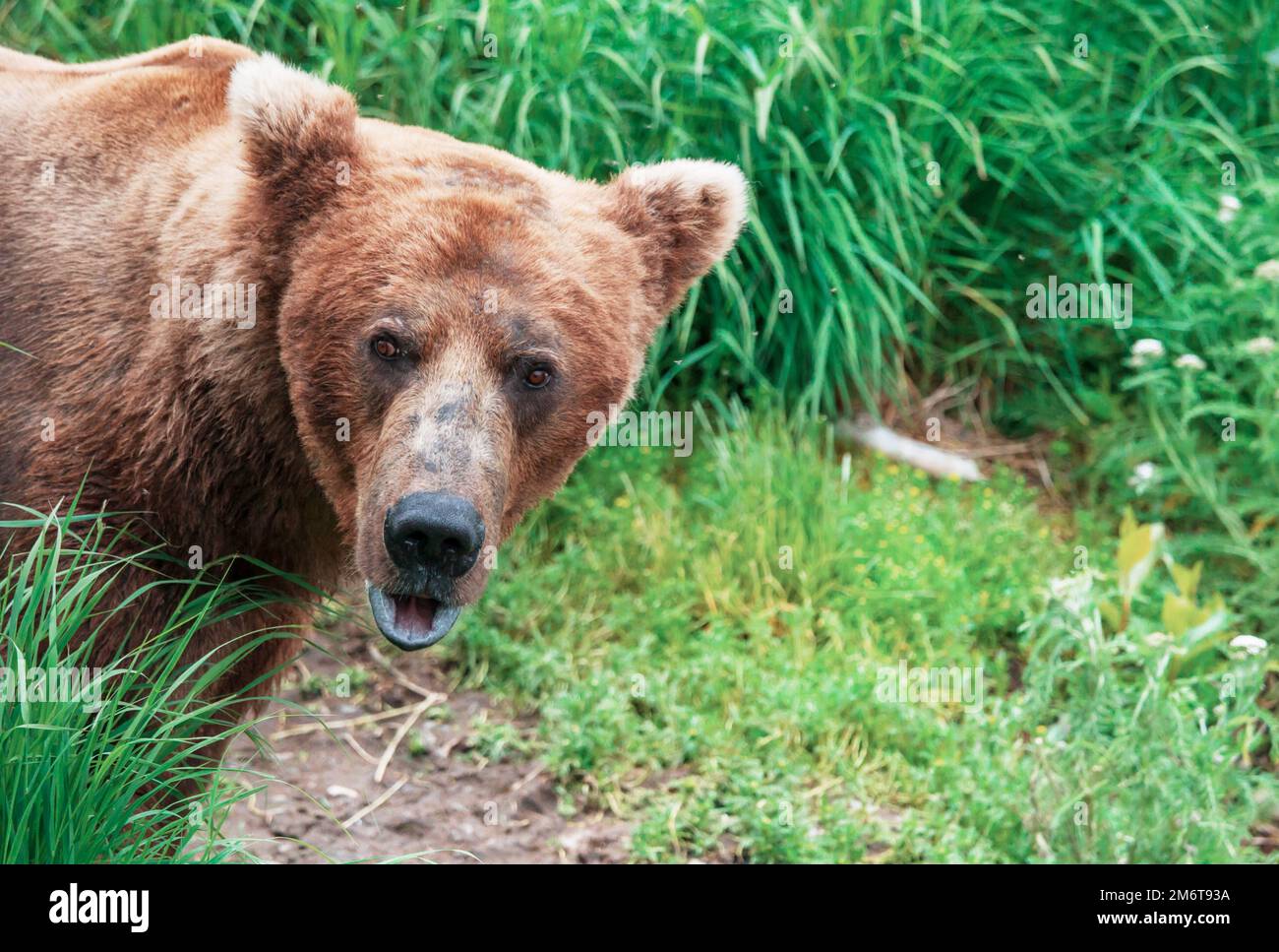 Bear on Alaska Stock Photo - Alamy