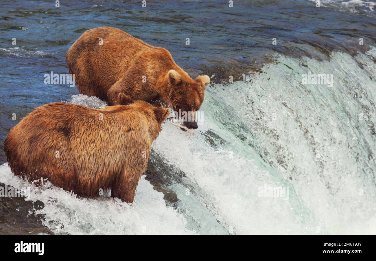 Bear on Alaska Stock Photo - Alamy