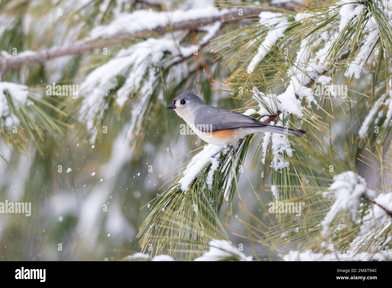 01298-03620 Tufted Titmouse (Baeolophus bicolor) in pine tree in winter ...