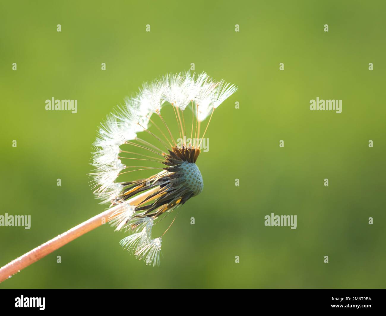 Bloom structure hi-res stock photography and images - Alamy