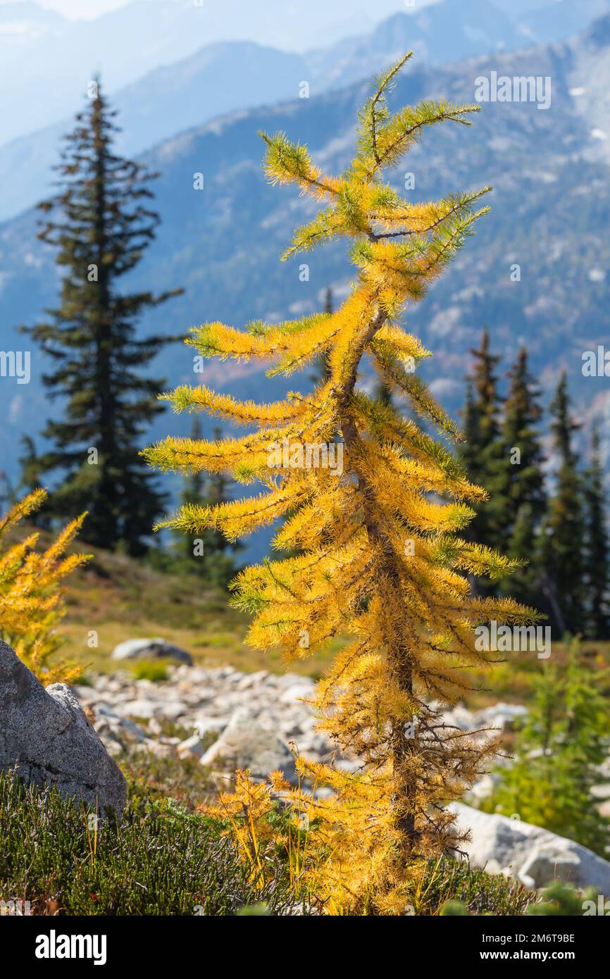 Larch trees banff hi-res stock photography and images - Alamy