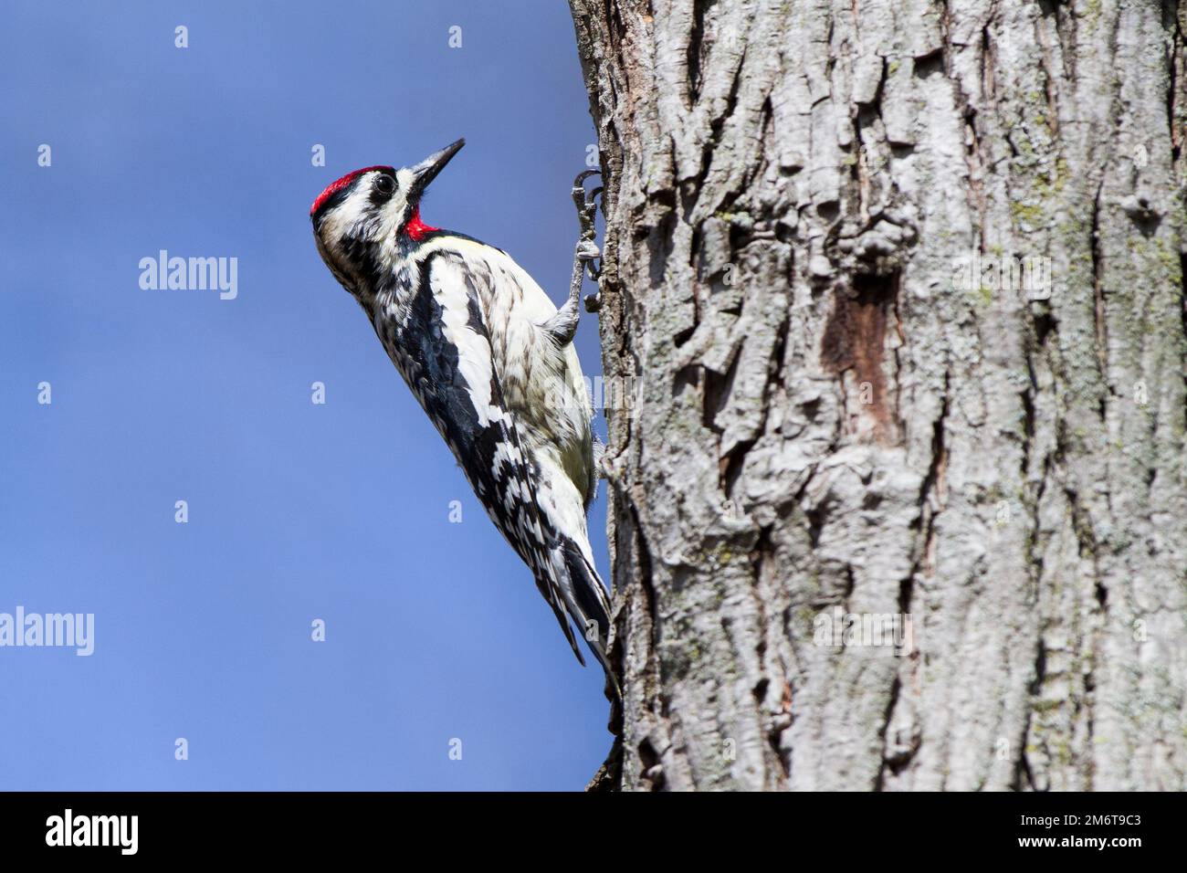 Harvests sap hi-res stock photography and images - Alamy