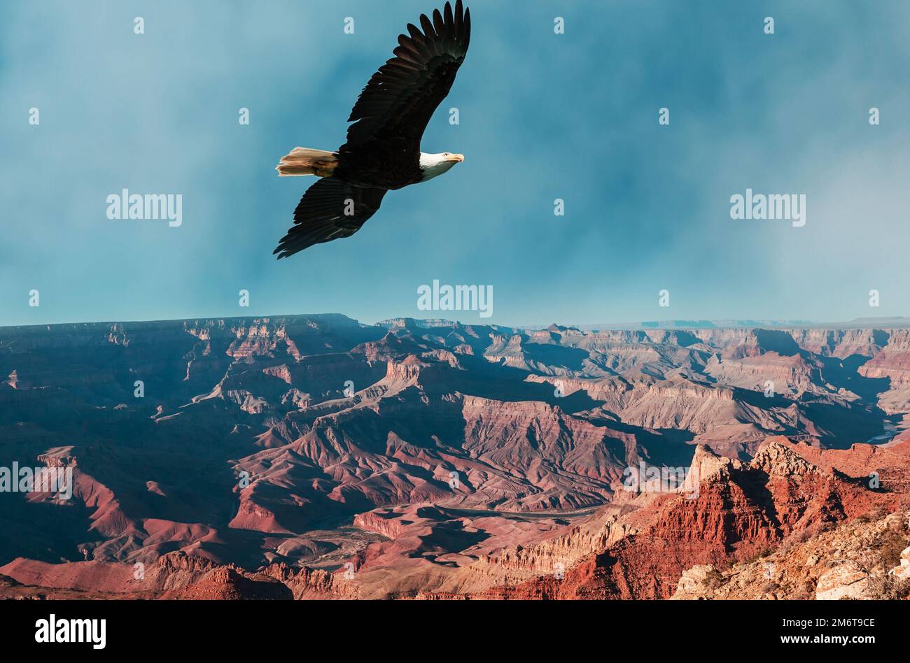 Grand canyon eagle hi-res stock photography and images - Alamy