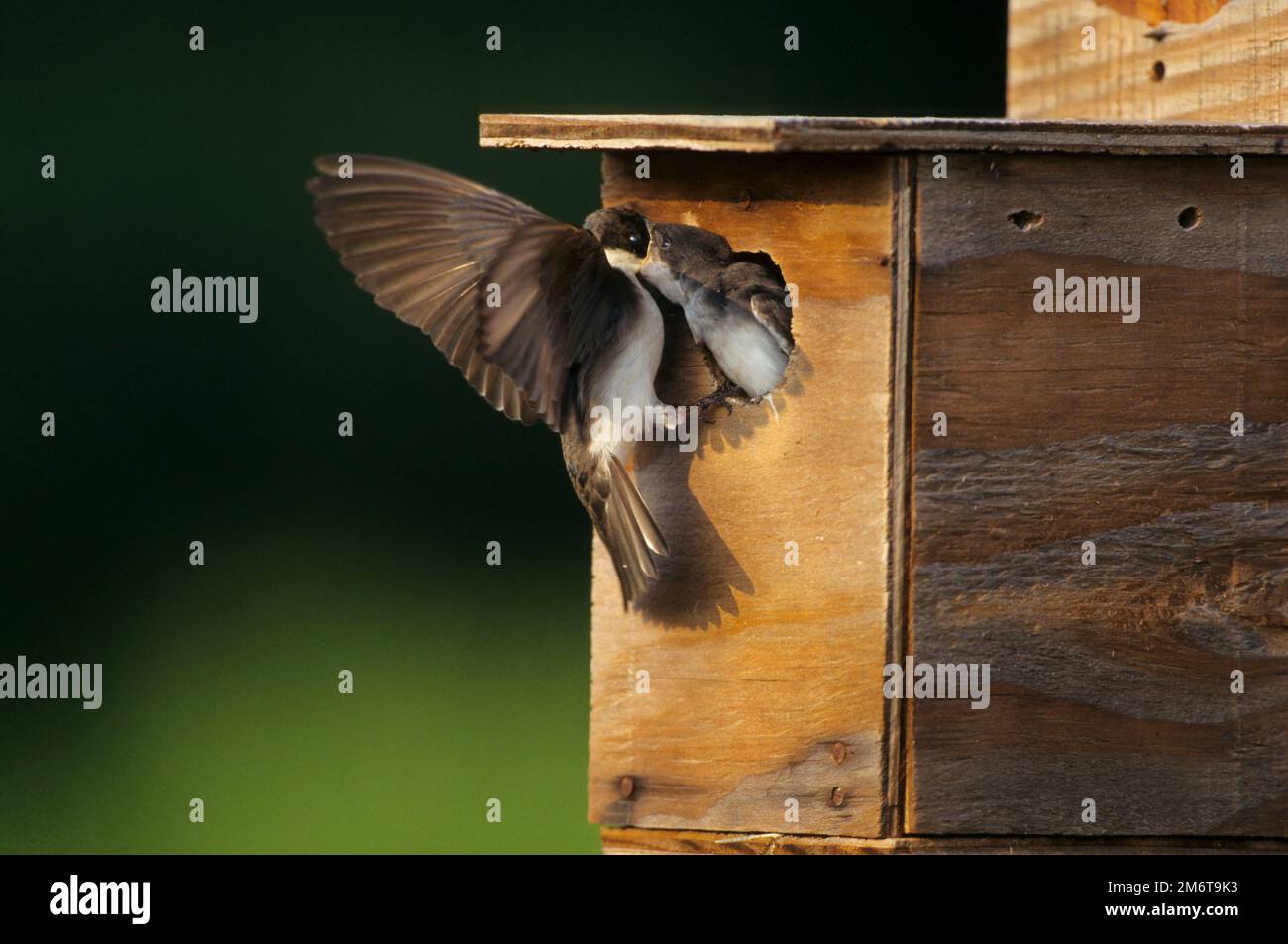 01272-00618 Tree Swallow (Tachycineta bicolor) female feeding nestling ...