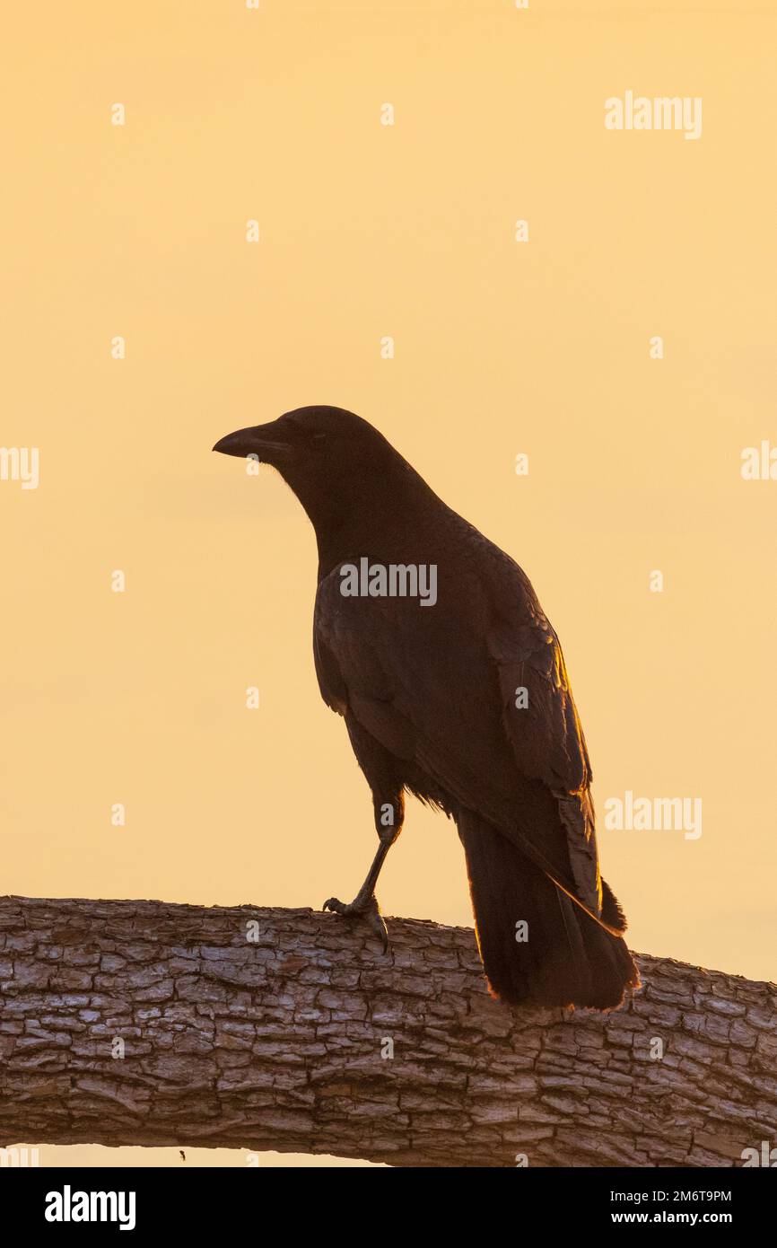 01278-00202 American Crow (Corvus brachyrhynchos) on log at sunrise ...