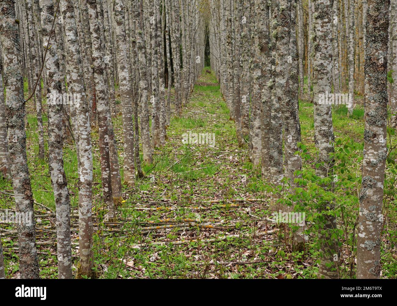 In the Grey Alder Forest Stock Photo - Alamy
