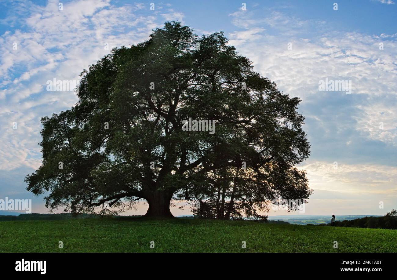 Zundelbacher Linde - Natural Monument and Symbol of Peace Stock Photo ...