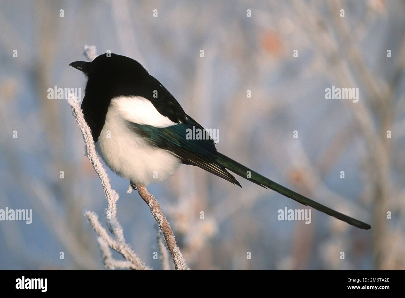 Black Billed Magpie In Alaska