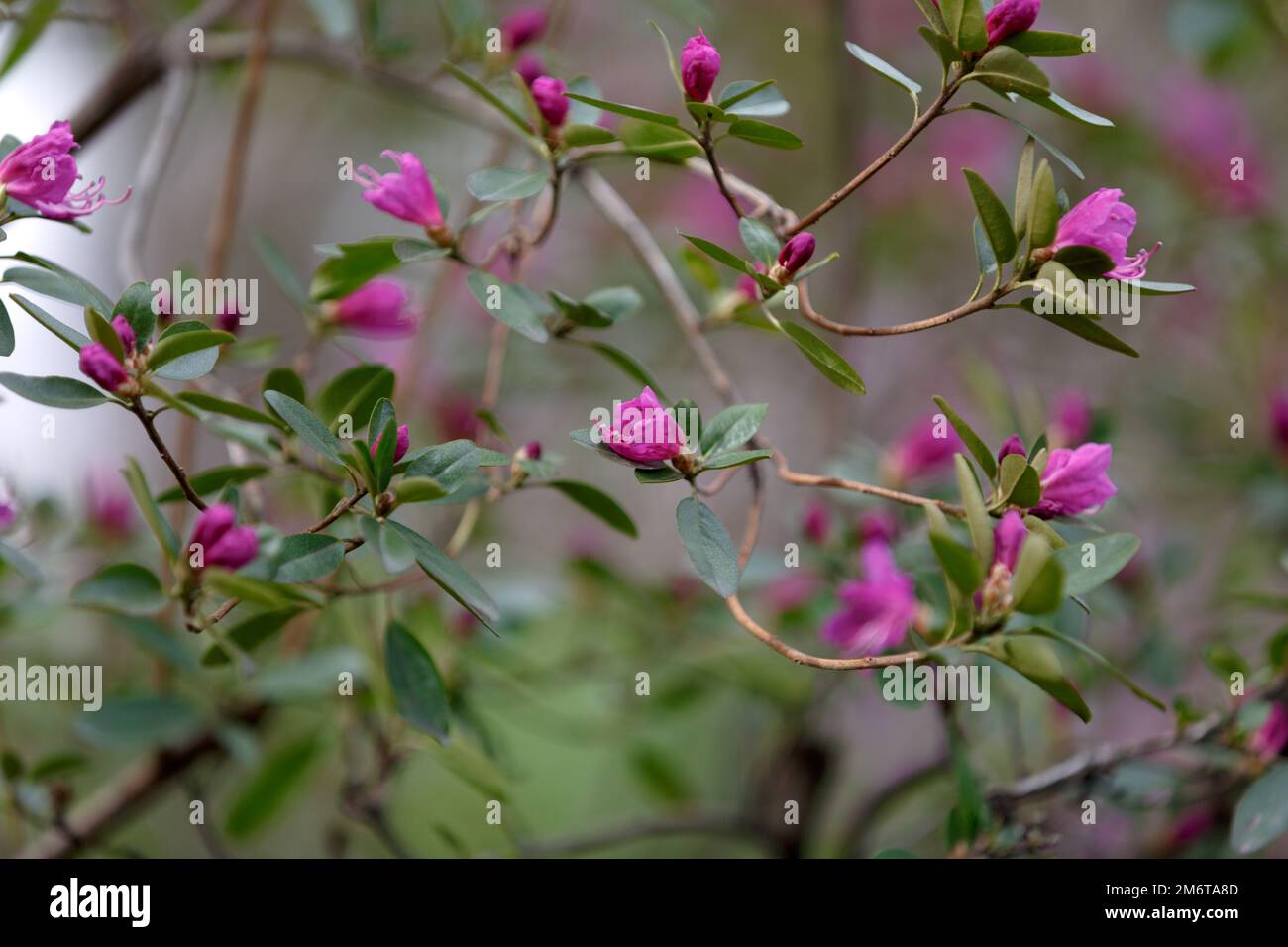 Shrubs pink rhododendron shrub hi-res stock photography and images - Alamy