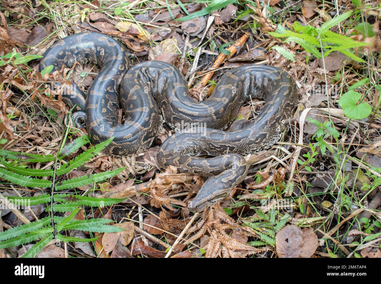 African snakes hi-res stock photography and images - Alamy
