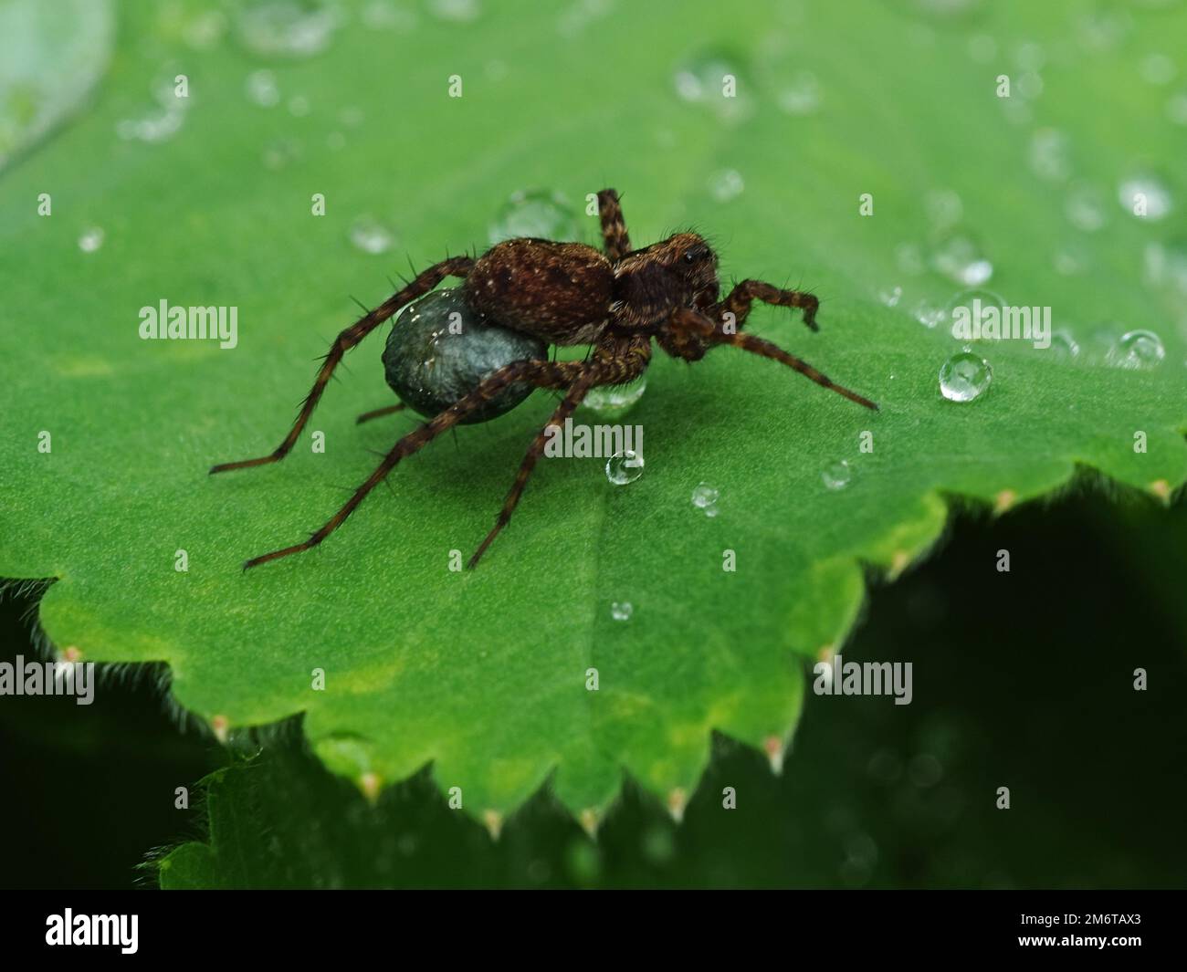 Anhaftungskra fte hi-res stock photography and images - Alamy