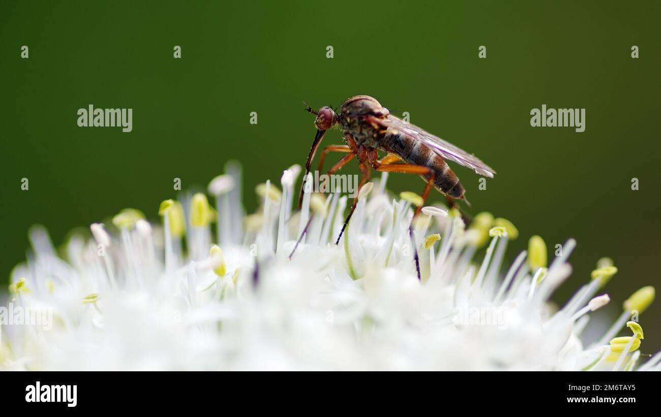 Bright dance fly on leek flower Stock Photo - Alamy