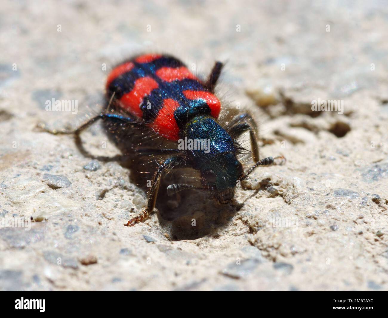 Common Bee Beetle Stock Photo - Alamy