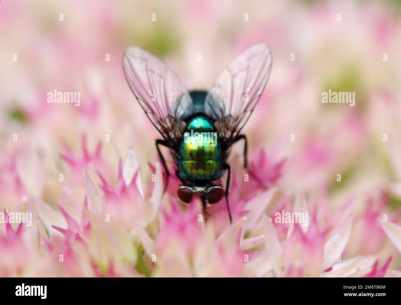 Goldfly drinking nectar on sedum flower Stock Photo - Alamy