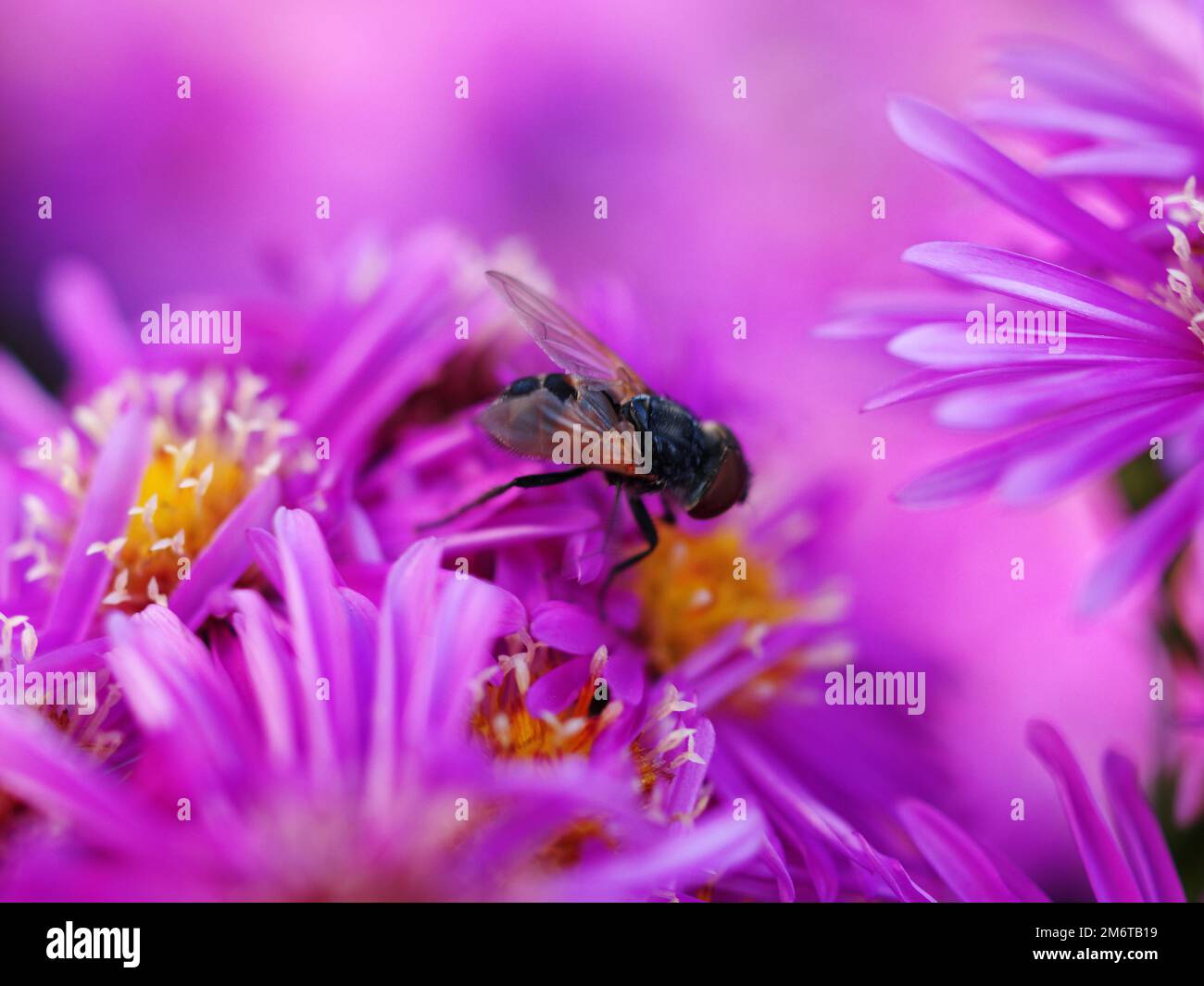 Bug fly on aster flower Stock Photo - Alamy