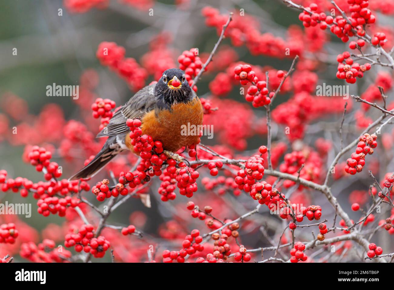 Robin eating berries hi-res stock photography and images - Alamy