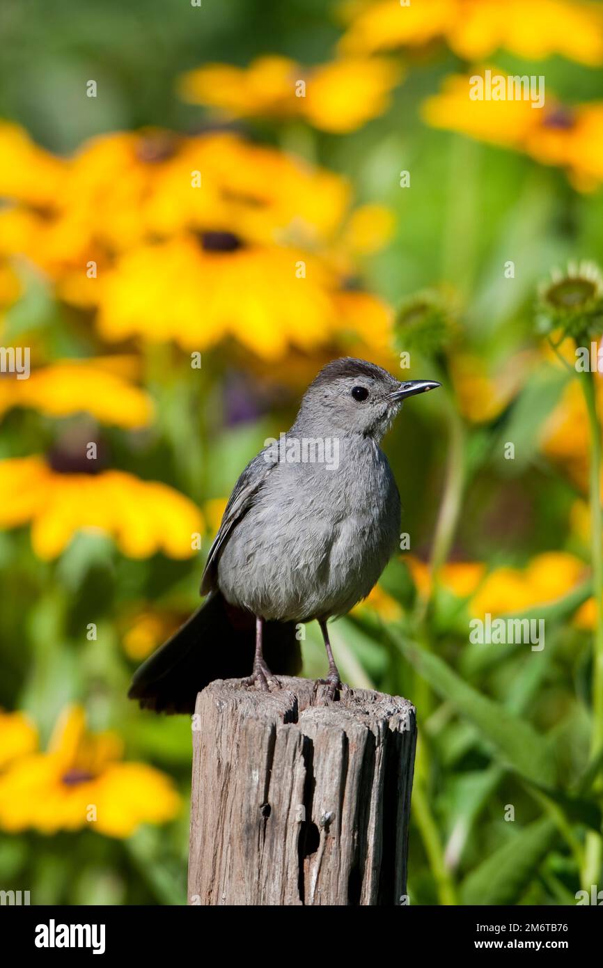 Species rudbeckia hirta hi-res stock photography and images - Alamy