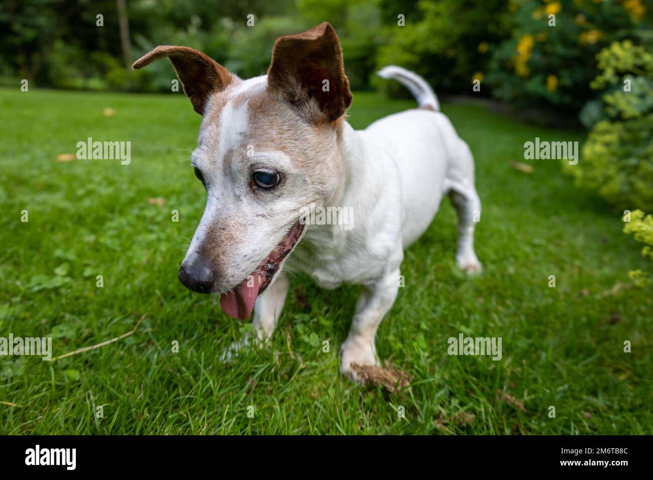 Flying jack russell hi-res stock photography and images - Alamy