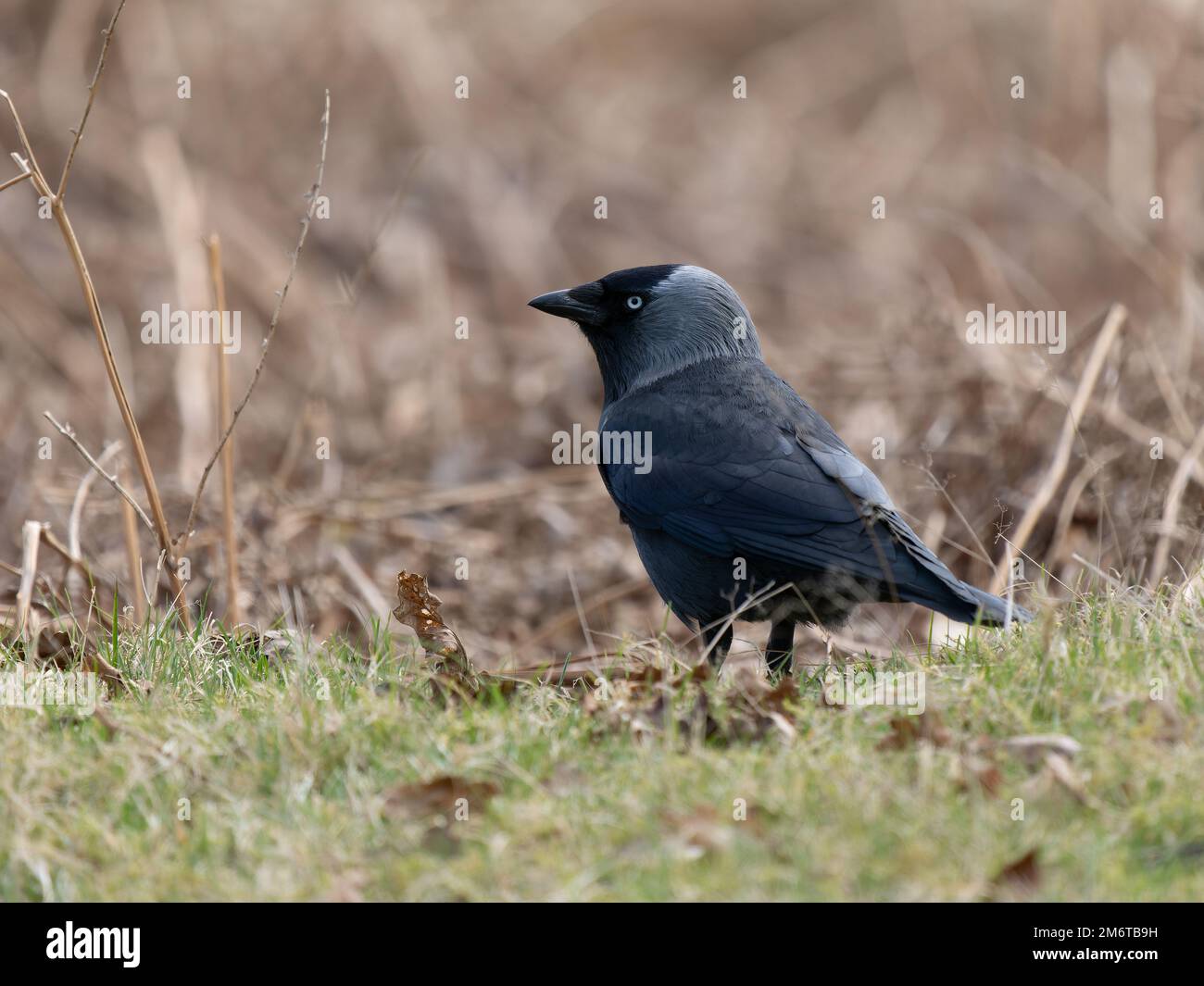 Western jackdaw walking hi-res stock photography and images - Alamy