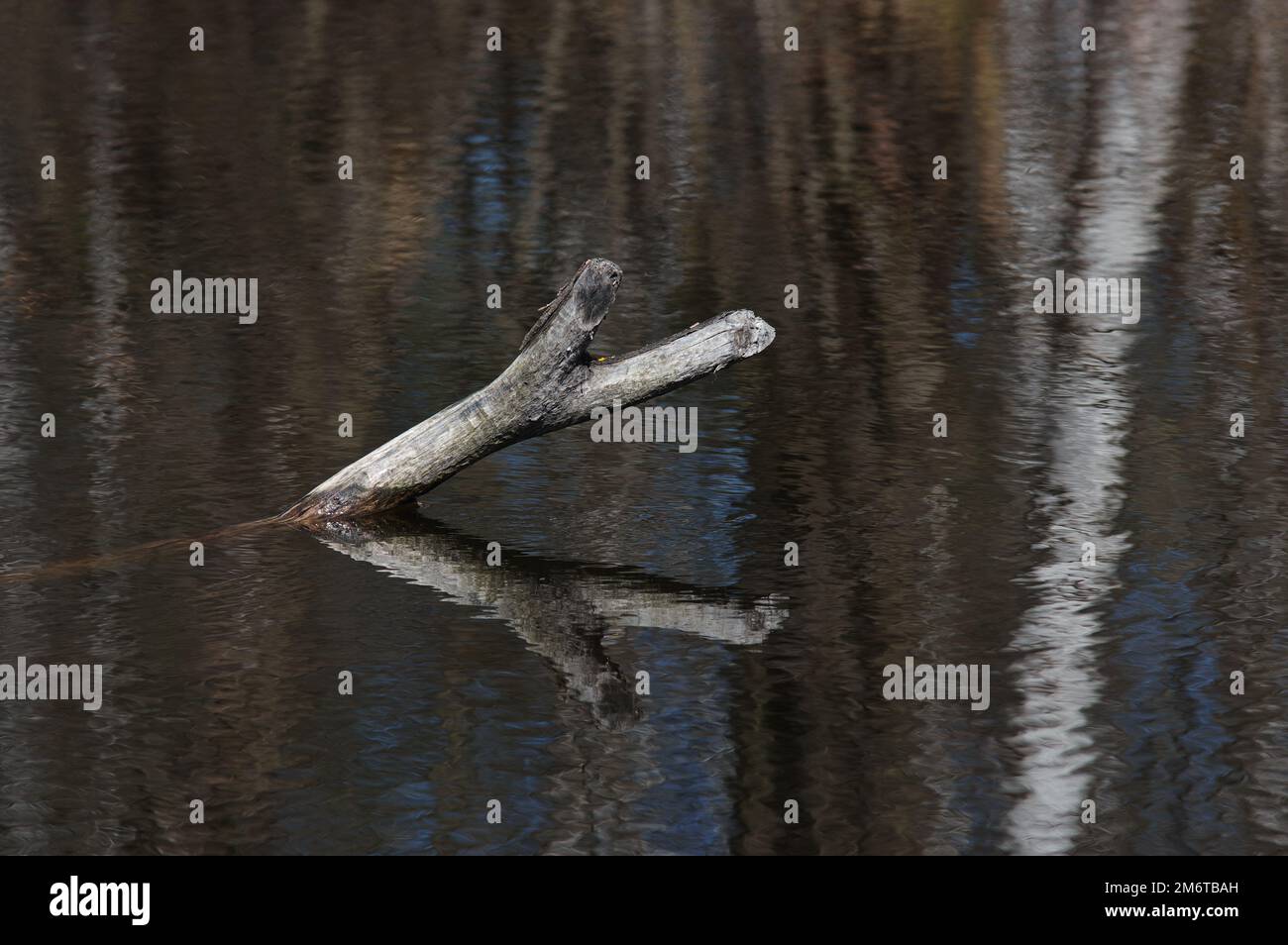 Dead wood with tree reflections in the bog lake Stock Photo - Alamy