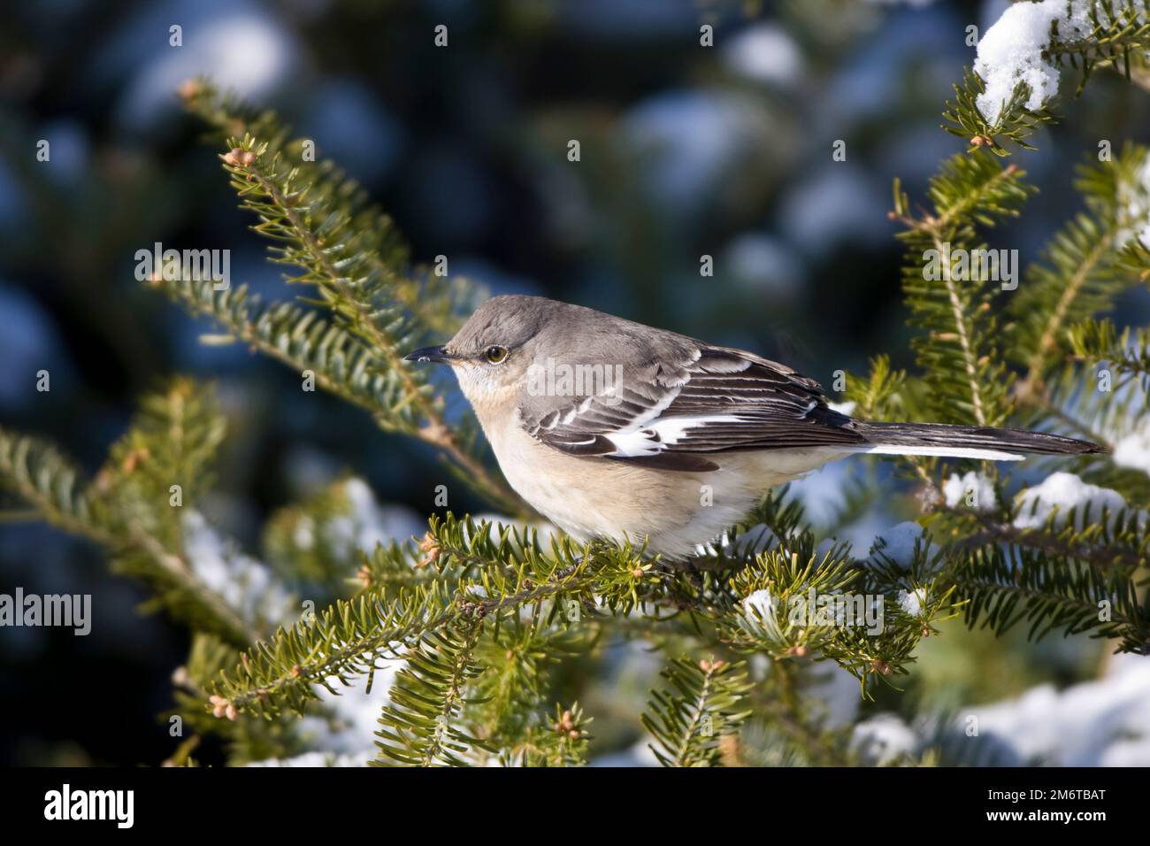 01395-02805 Northern Mockingbird (Mimus polyglottos) in Balsam fir tree ...