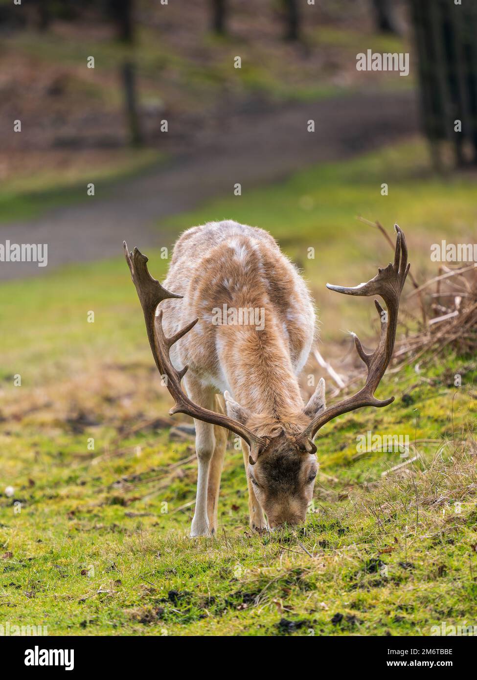Fallow Deer Buck Feeding on Grass Stock Photo - Alamy