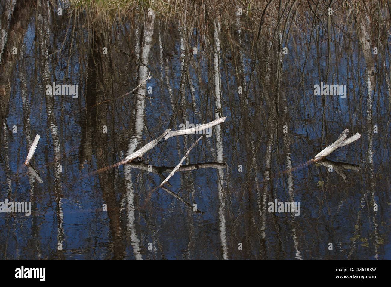 Dead wood with tree reflections in the bog lake Stock Photo - Alamy